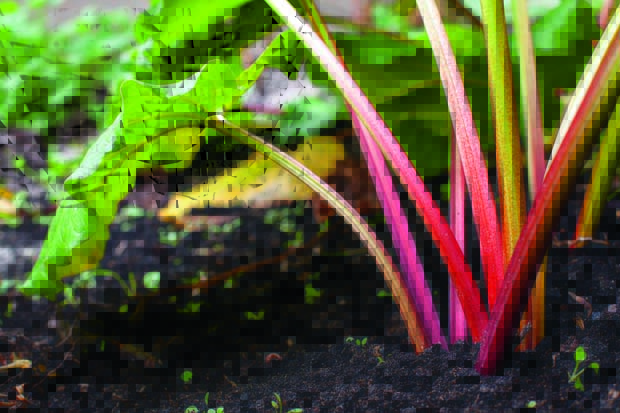 How To Grow Rhubarb - DIY Thought