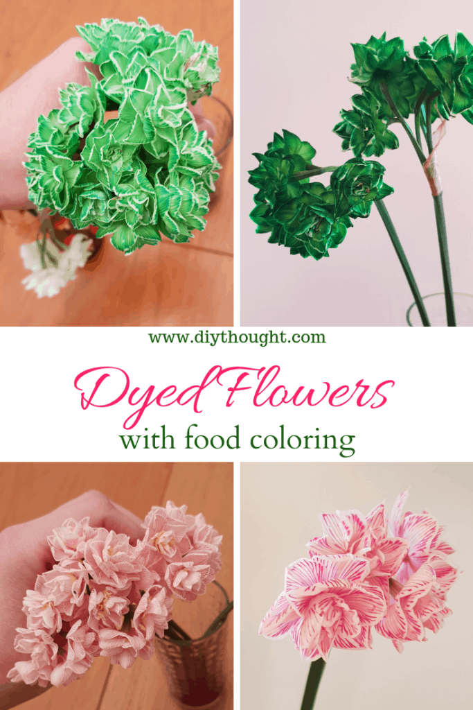 Dyed Flower Using Food Coloring - diy Thought