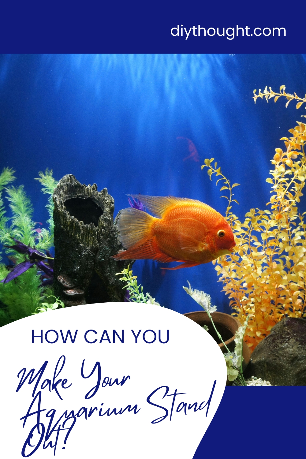 How Can You Make Your Aquarium Stand Out? - DIY Thought
